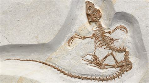 Cover Fossil Evolution