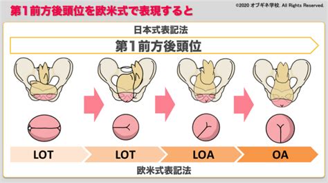 Also受験者必見！lie Presentation Attitude Position 欧米式の胎位・胎向・胎勢について│見えてくる産