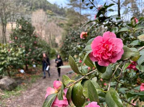 Terzo Fine Settimana Per La Mostra Delle Antiche Camelie Di Lucchesia