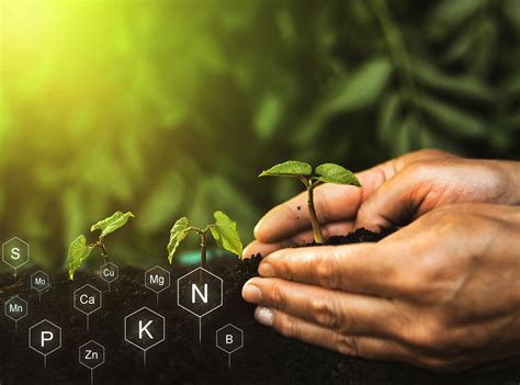 Microelements For Plants What Is Important To Know