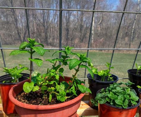 How To Grow Exotic Spices For Self Sufficiency At Home