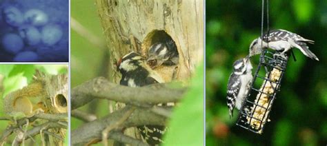 Downy Woodpecker Nest Why Is That Tree So Noisy Woodpeckers Welcome