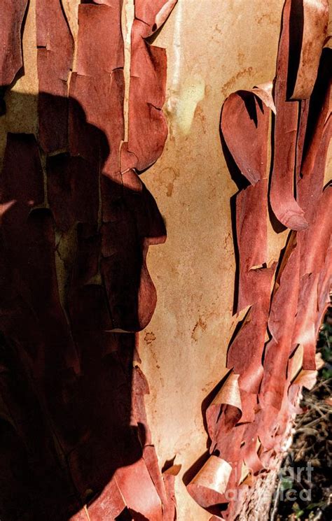 Bark On Photograph By Bruce Borthwick Fine Art America