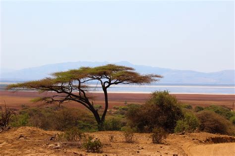 Stunning Acacia Tree In Ngorongoro Crater Tanzania