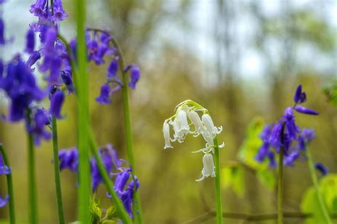 꽃이 만발한 봄 흰색과 파란색 꽃 일반적인 블루벨 매크로 이미지 Hallerbos 숲 야외 식물 배경 0명에 대한 스톡 사진 및 기타 이미지 Istock