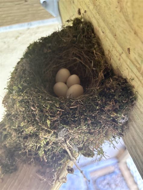 Phoebe Nest R Ornithology