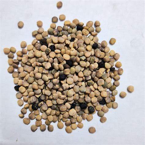 Guar Phali Desi Seeds Vegetable Seeds Plantohobby