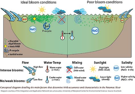 Algal Blooms Eutrophication