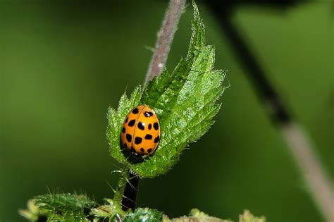 Download Ladybird Ladybug Insect Royalty Free Stock Illustration