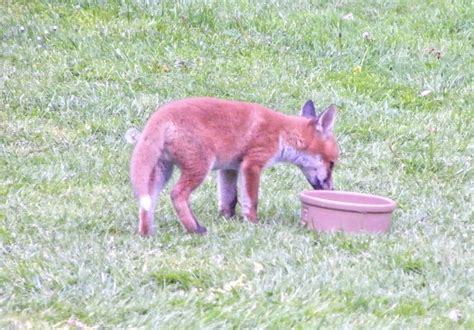 Hillingdon Wildlife This Years Fox Cubs
