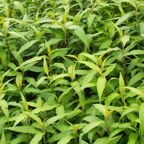 Vietnamese Coriander Rau Ram Polygonum Odoratum My Garden Life