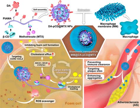 Macrophage Membrane Encapsulated Dopamine Modified Poly Cyclodextrin Multifunctional Biomimetic