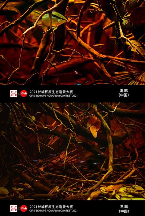CBAC2021原生新世代官方高清照出炉 赛事 维宠宠物导航网