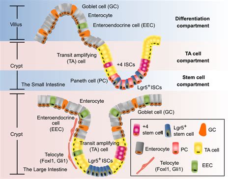Intestinal Niche Microenvironment For Isc Survival Tissue‐resident