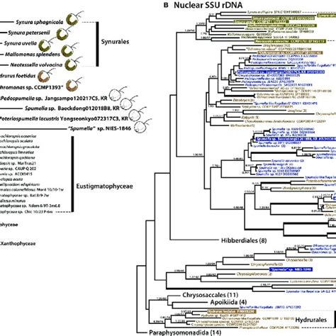 Linearized Maps Of The Plastid Genomes Of Chrysophytes The