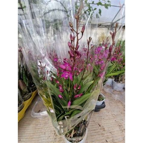 Дендробиум Berry Oda от Plants.bg с отлична цена