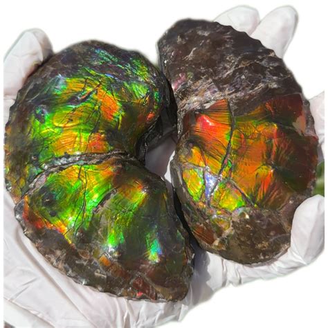 Check Out Our New Arrivals Tagged Ammolite Fossil Ammonite Rainbow アンモナイトレインボー