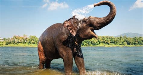 10 Cosas Que Hacen A Los Elefantes Animales Extraordinarios Bioguia