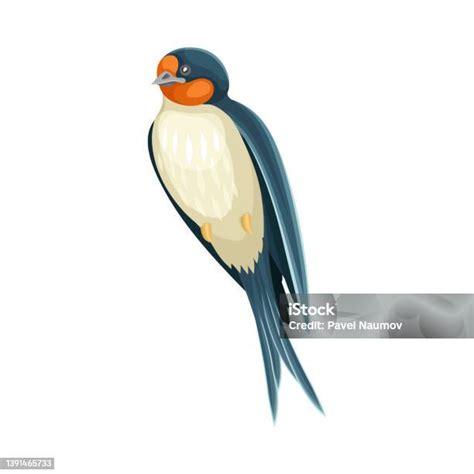 긴 꼬리와 뾰족한 날개가 앉아있는 또는 자리 잡는 벡터 일러스트 레이 션을 가진 제비 또는 마틴 패서린 버드 긴에 대한 스톡