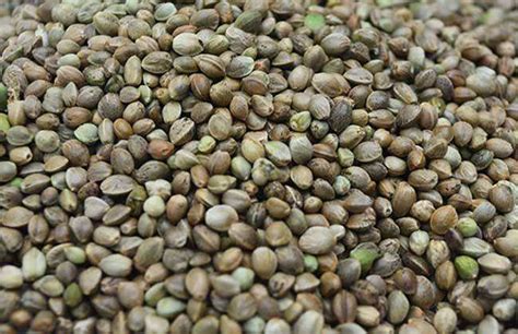 火麻仁的功效有哪些？除了缓解便秘，你还知道哪些？ 食材知识 轻壹