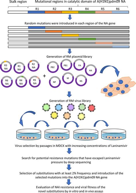 Schematic Overview Of In Vitro And In Vivo Library Screening