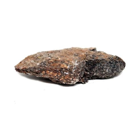 triceratops dinosaur bone jurassic jacks fossil shack
