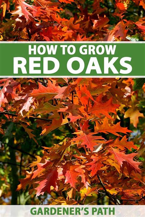 How To Grow And Care For Red Oak Trees Quercus Rubra In 2024 Red Oak Tree Red Maple Tree