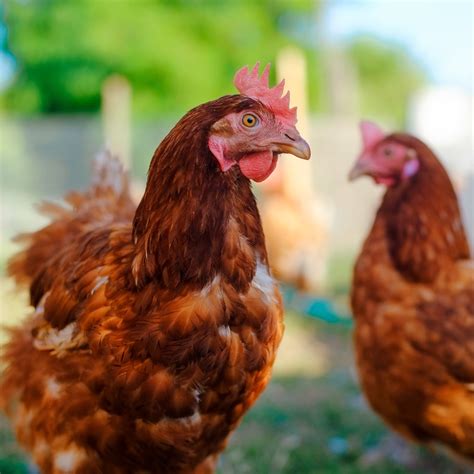 Why Chickens Stop Laying Eggs Argyle Feed Store