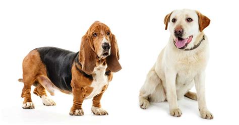 Yellow Lab Basset Hound Mix Puppies