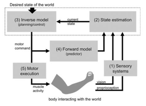 10 Sensorimotor Development Flashcards Quizlet
