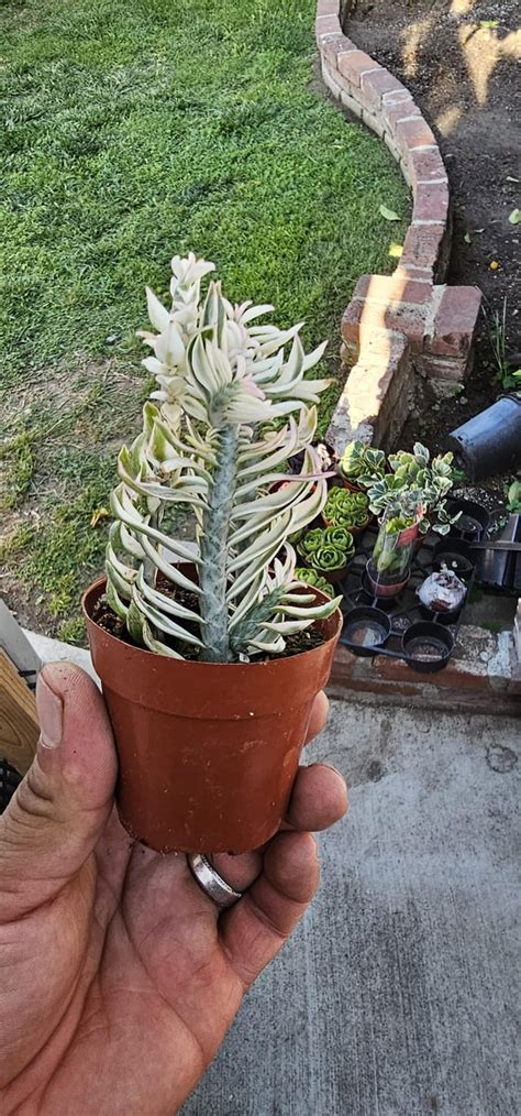 Devil Backbone 15 Shipping Rcactusandplants4sale