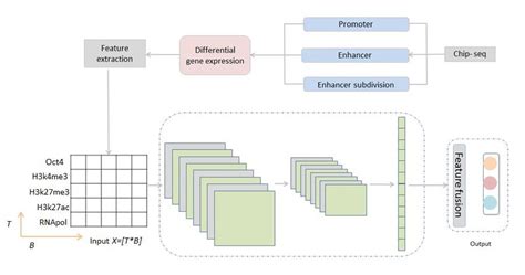 convolutional neural network model based on multi omics the input