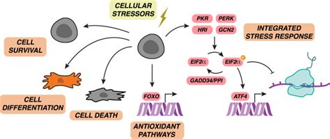 Metabolic Regulation Of The Hallmarks Of Stem Cell Biology Cell Stem Cell