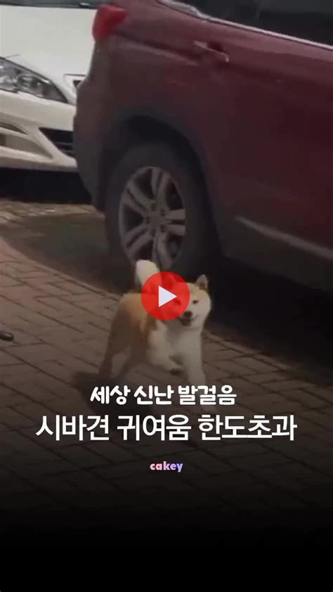 엄청나게 신난 시바견ㅋㅋㅋㅋ 유머 움짤 이슈 에펨코리아