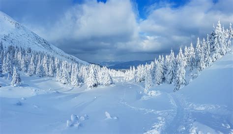 화창한 겨울 날에 산에서 눈 덮인 숲의 파노라마 풍경 페트로스 산 근처 우크라이나 카르파티안 0명에 대한 스톡 사진 및 기타 이미지 Istock