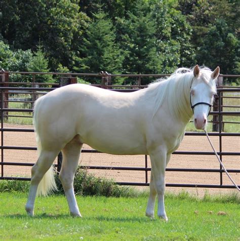 Rising Star Performance Rising Star Performance Horses