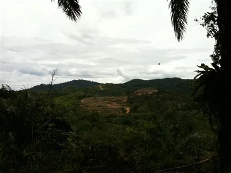 Best River Trails In Kulim Alltrails