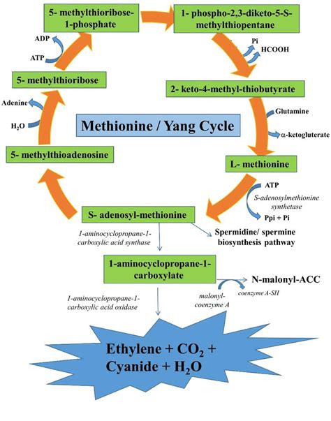 Ethylene Biosynthesis With The Methionine Precursor And The