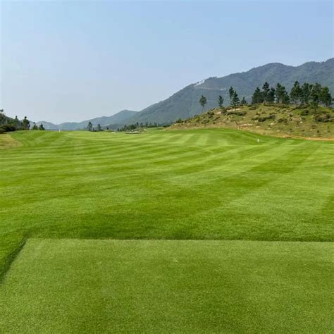 Plant Faqs Zeon Zoysia