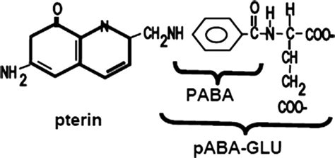 Structures Of Folic Acid P Aminobenzoate Paba And P Download