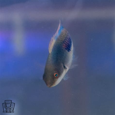 Bluehead Fairy Wrasse From The Fishotel