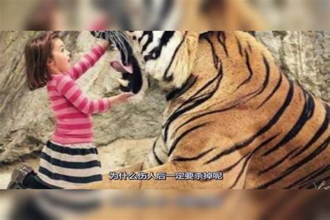 老虎吃人之后，为什么一定要杀掉？不杀的后果实在是承担不起！后果老虎