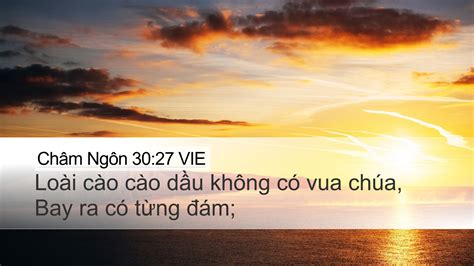 Châm Ngôn VIE Desktop Wallpaper Loài cào cào dầu không có vua chúa Bay