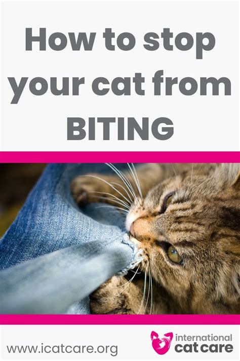 Warning Signs Your Cat May Be Sick Artofit