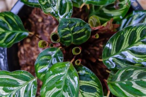 16 Calathea Types And Varieties For Your Collection Rare And Cool