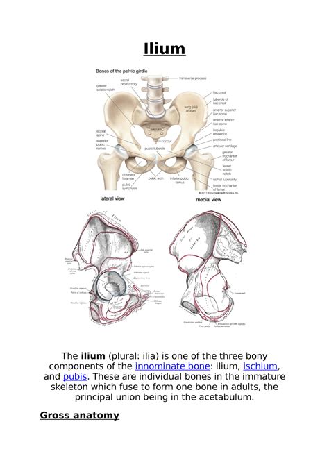 Pelvic Girdle Ilium Ilium The Ilium Plural Ilia Is One Of The