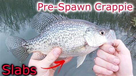 Catching Spring Pre Spawn Crappie Fishing While Snowing Youtube