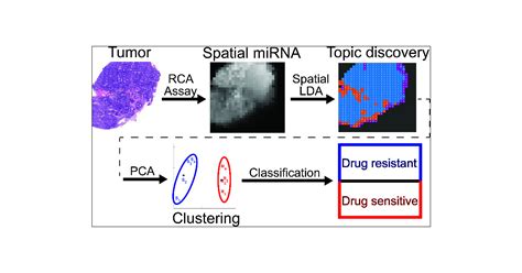 Sensitive Multiplexed MicroRNA Spatial Profiling And Data Classification Framework Applied To