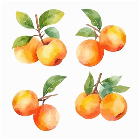 Premium Vector Captivating Watercolor Illustration Of An Apricot