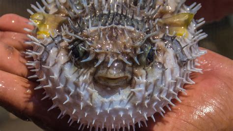 O peixe baiacu é venenoso Tudo o que você precisa saber para se proteger em